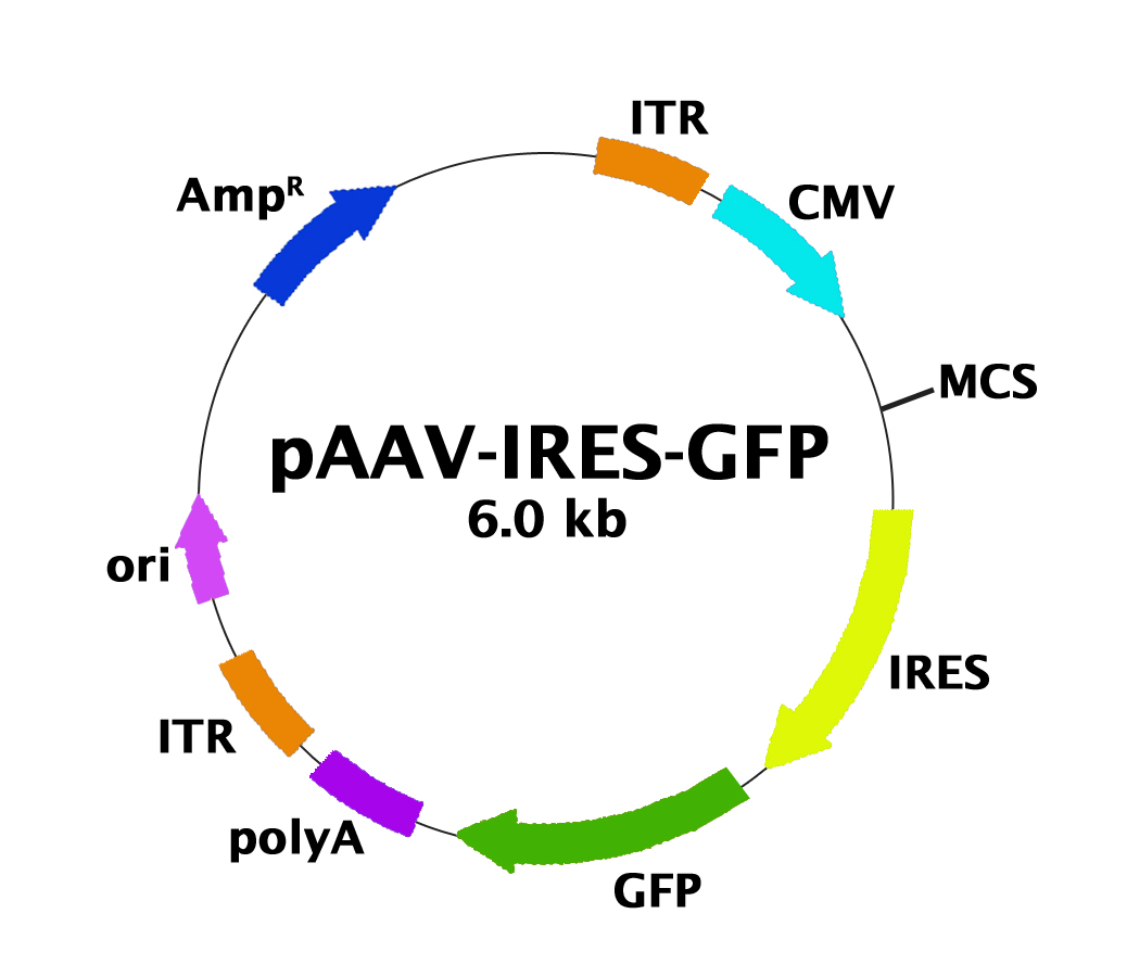 AAV Bicistronic Expression Vector (IRES-GFP)